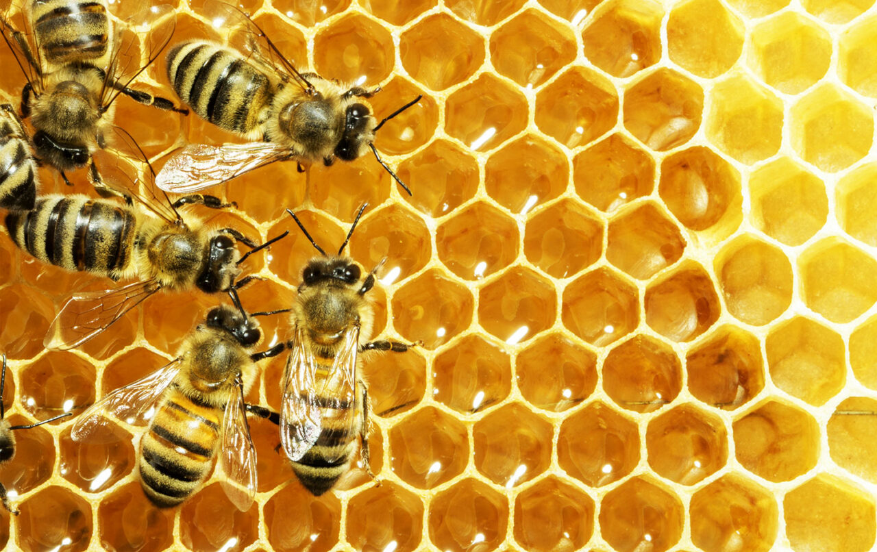 Kahl World - Leading Natural Wax Manufacturer and Innovator